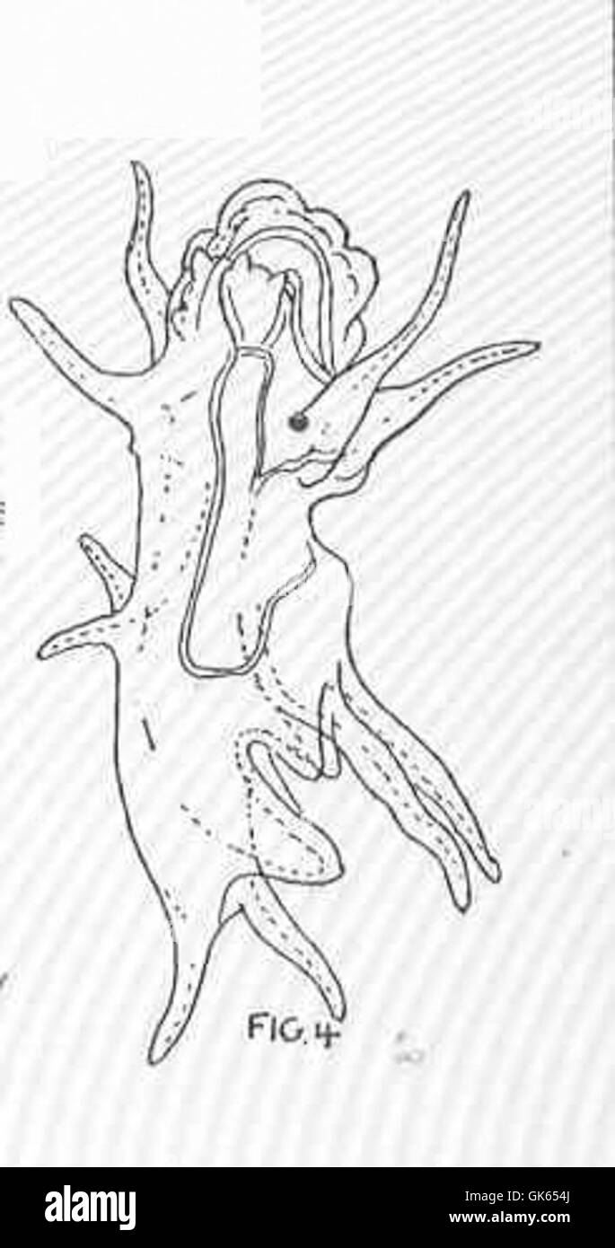 Young starfish in various developmental stages are depicted in this ...