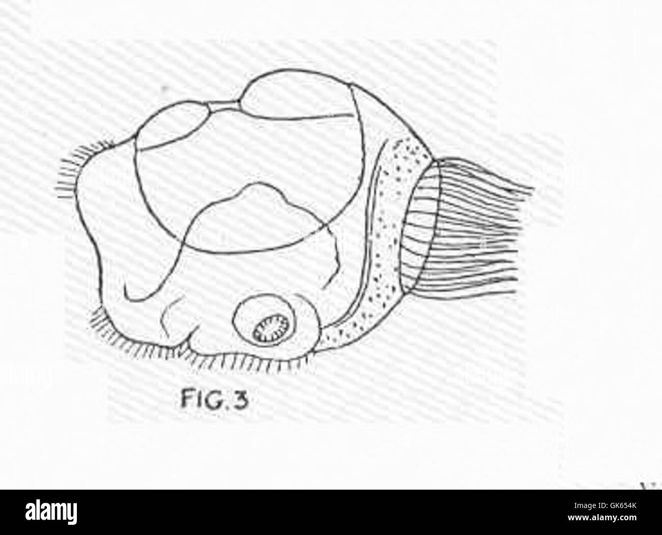 The image depicts the early life stages of an oyster, focusing on its ...