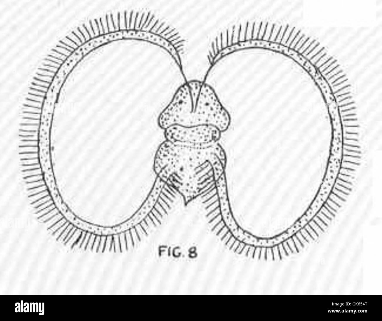 This illustration depicts various forms of surface life, focusing on ...