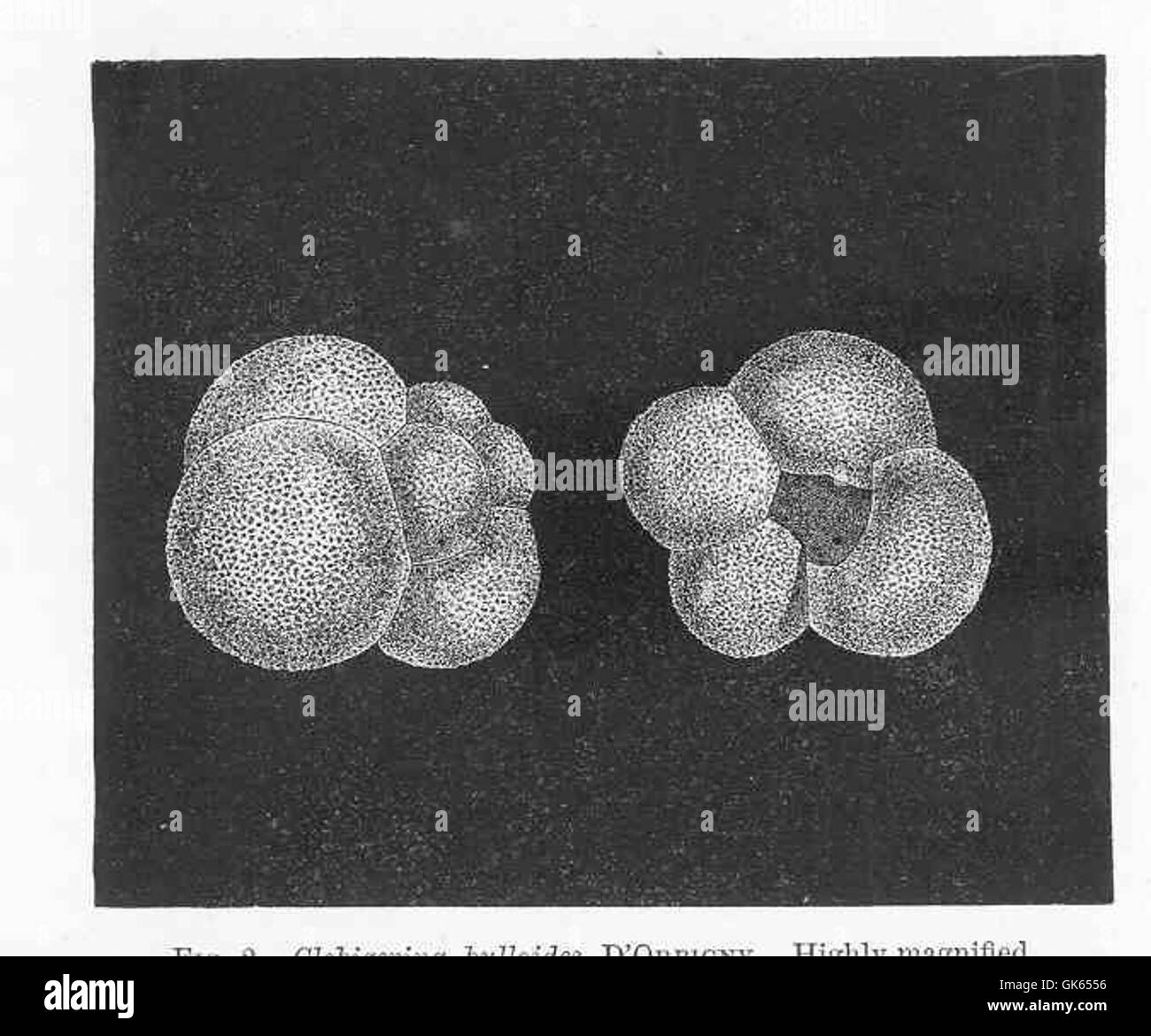 Planktonic foraminifera hi-res stock photography and images - Alamy