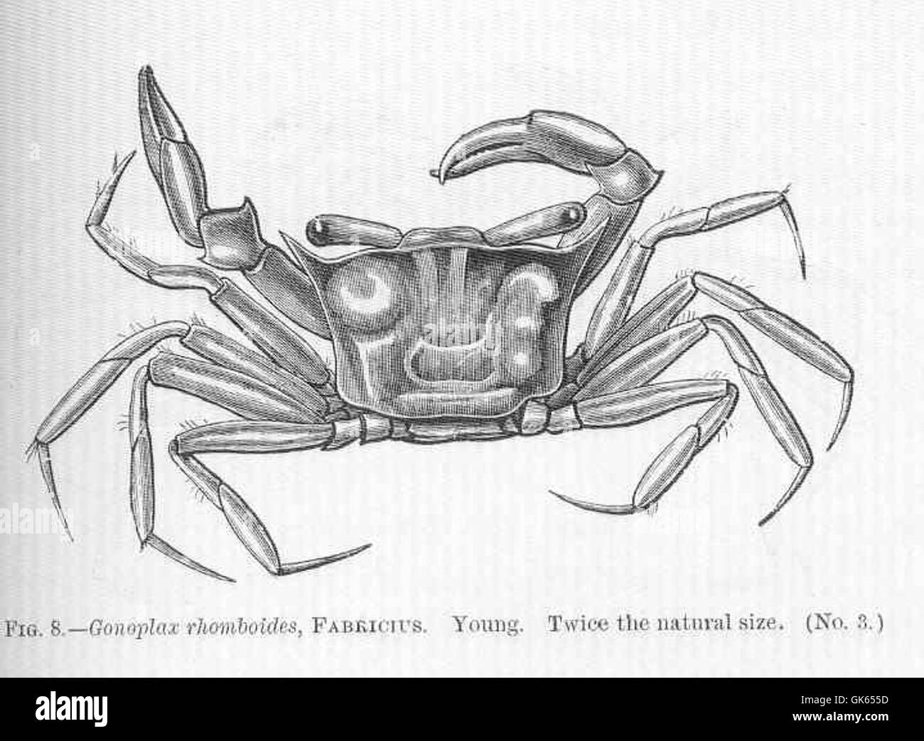 Gonoplax rhomboides hi-res stock photography and images - Alamy