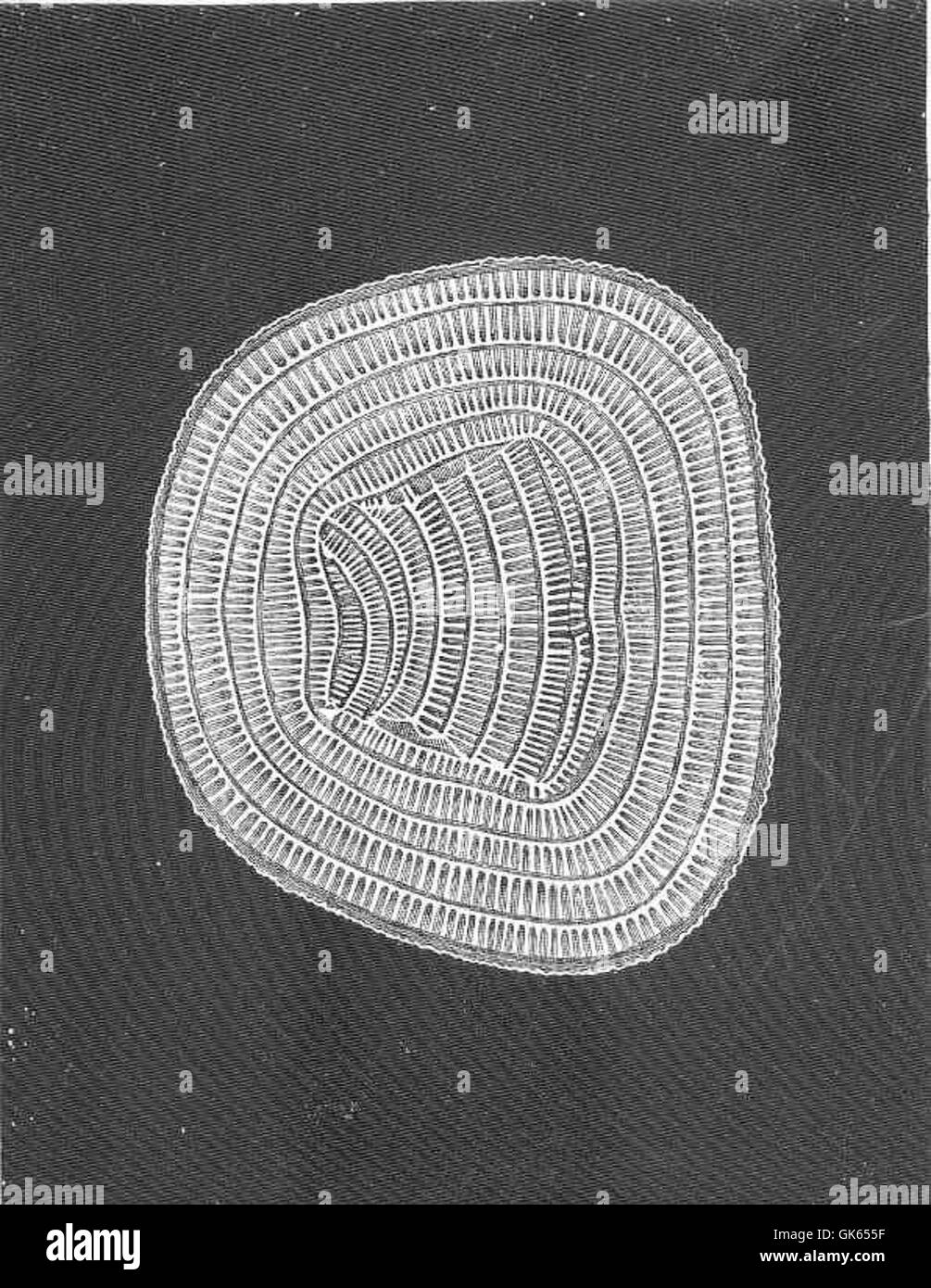 Microscopic foraminifera hi-res stock photography and images - Alamy
