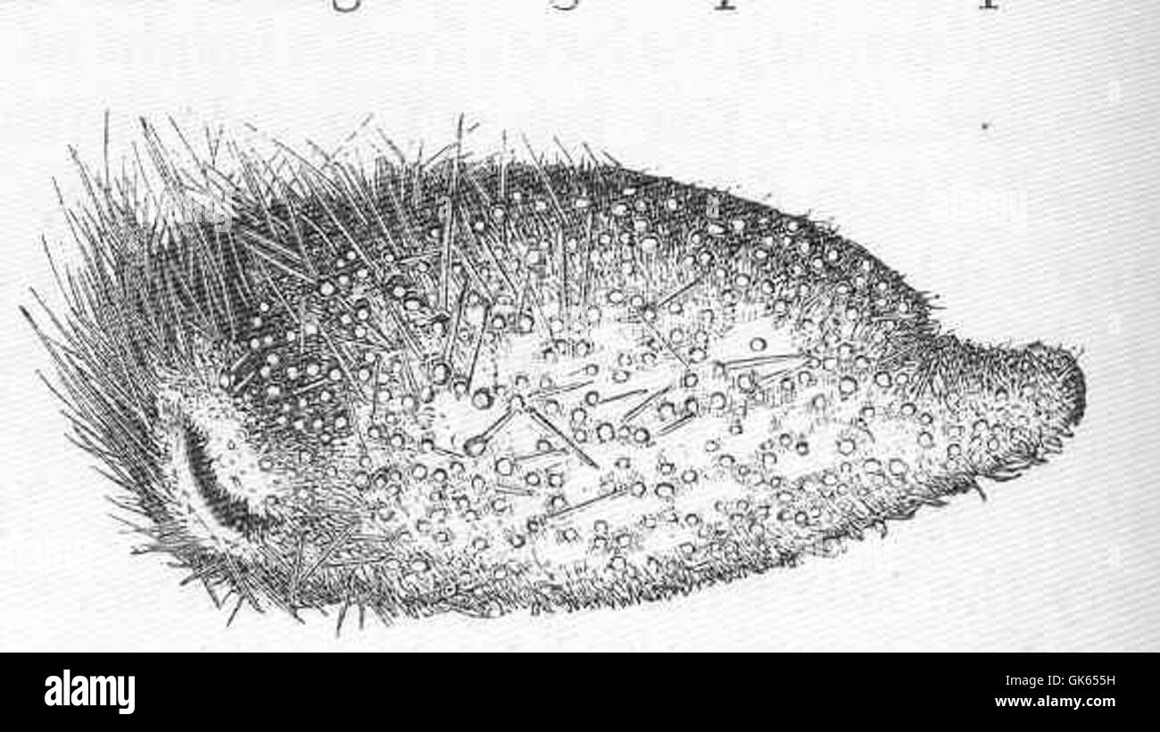 Benthic crustacean hi-res stock photography and images - Alamy