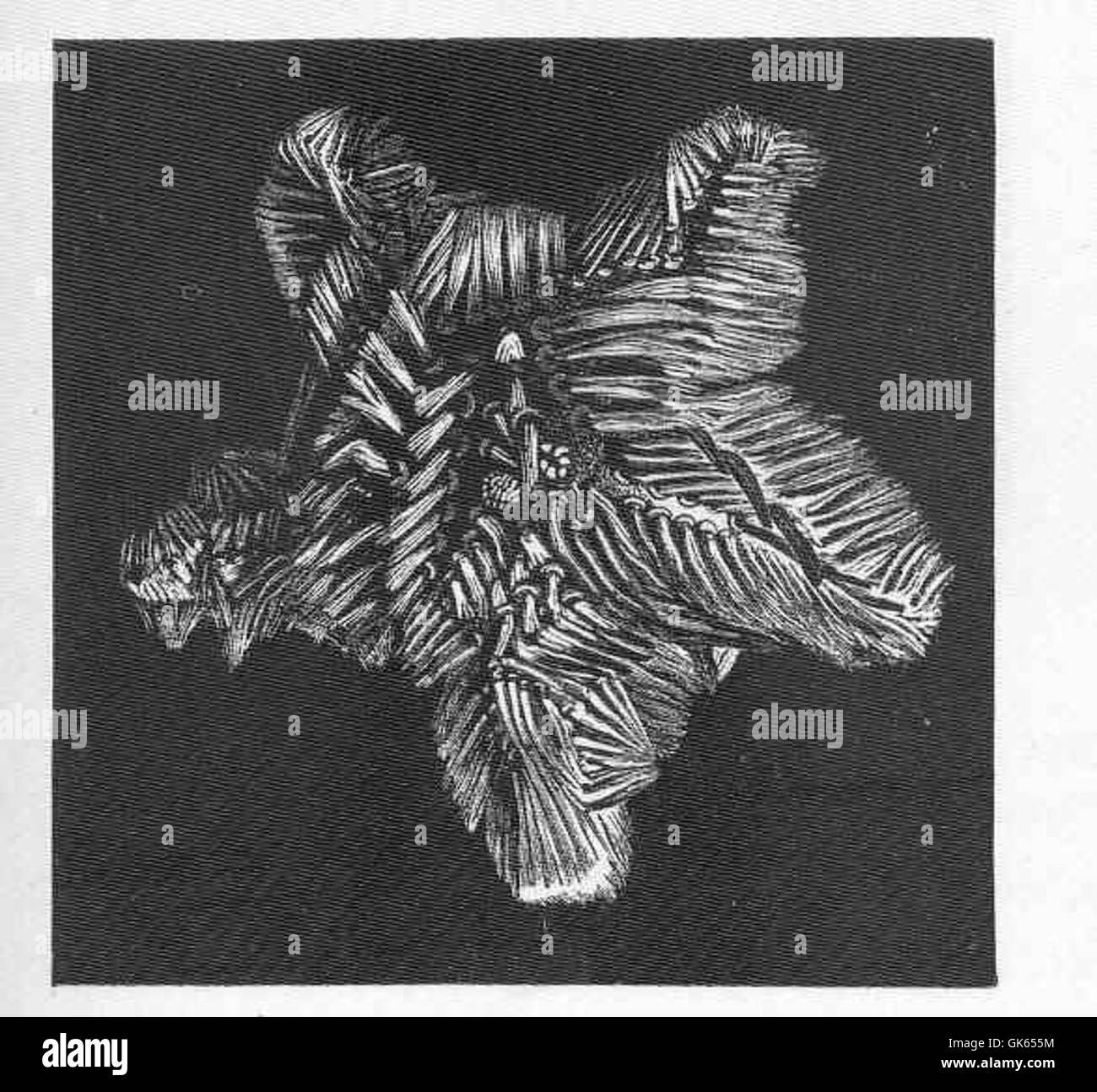 Korethraster hispidus hi-res stock photography and images - Alamy