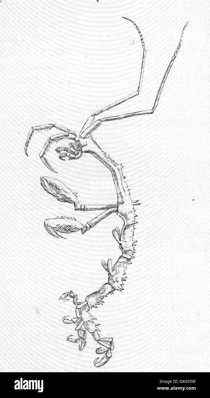 Caprella Black and White Stock Photos & Images - Alamy