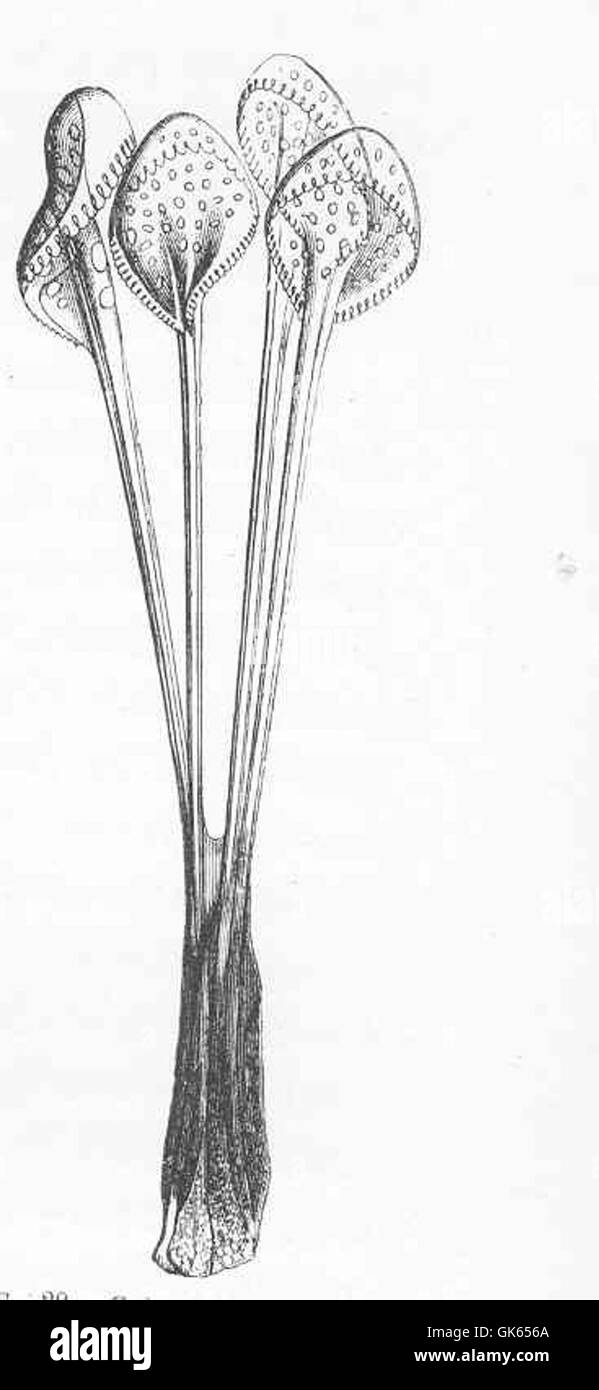 Pedicellariae Black and White Stock Photos & Images - Alamy