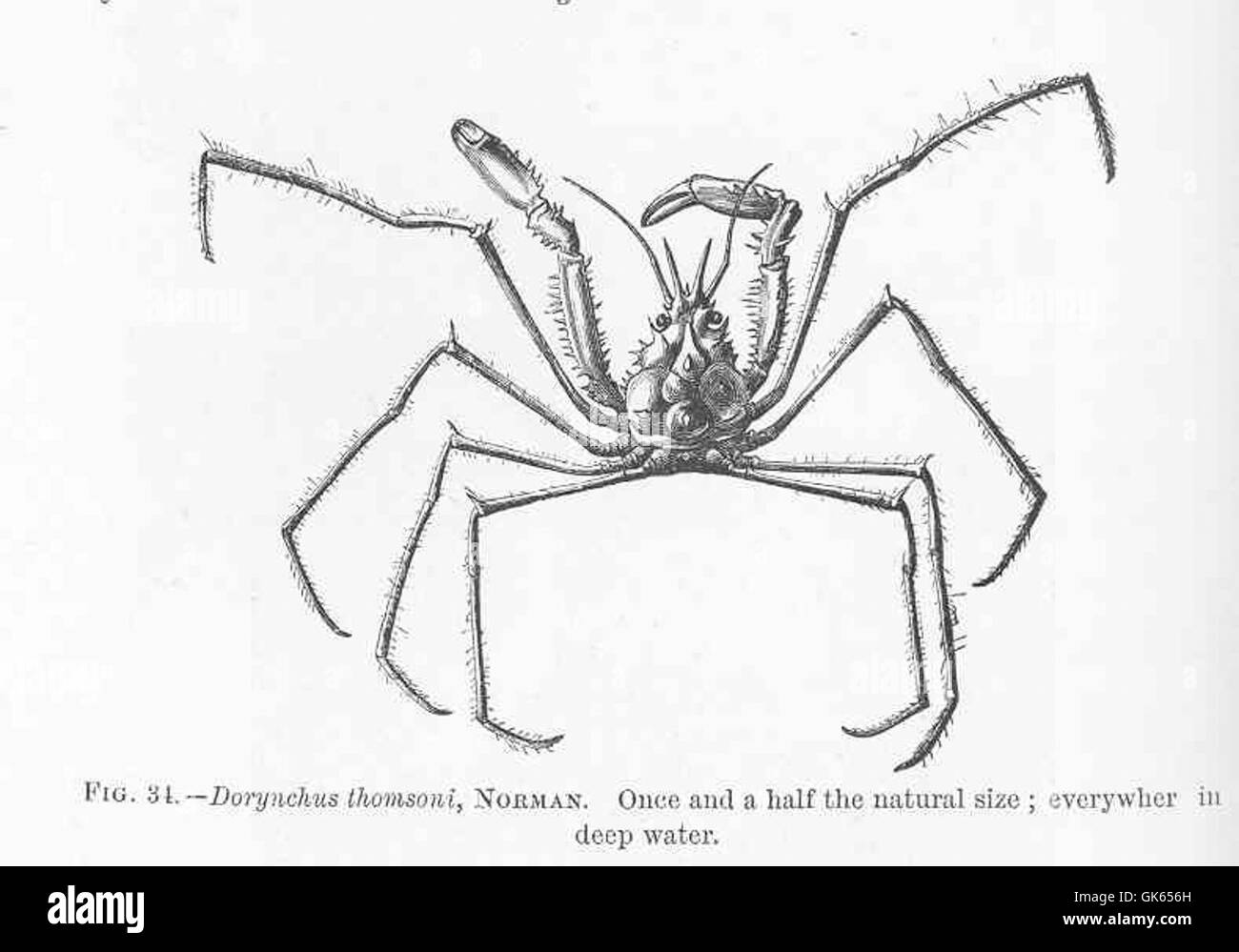 Thomsoni i hi-res stock photography and images - Alamy