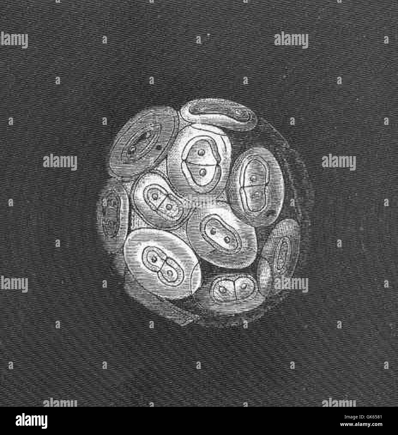 A coccosphere is a spherical structure composed of microscopic marine ...