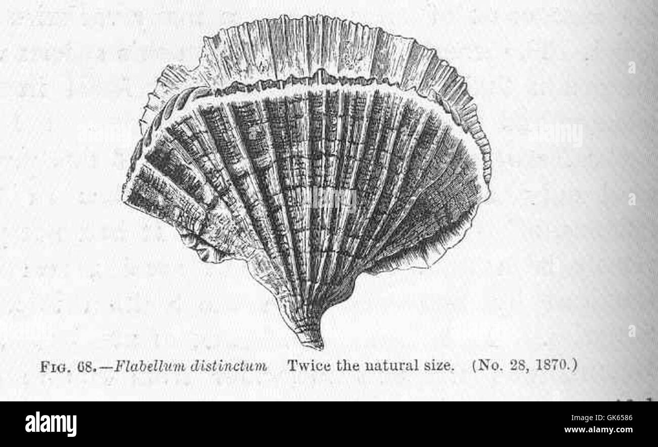 Flabellum Black and White Stock Photos & Images - Alamy