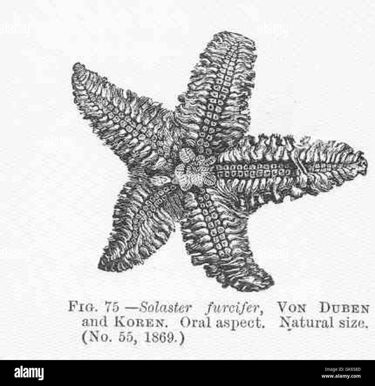 The oral side of Solaster farcifer, a species of sea star, is depicted ...