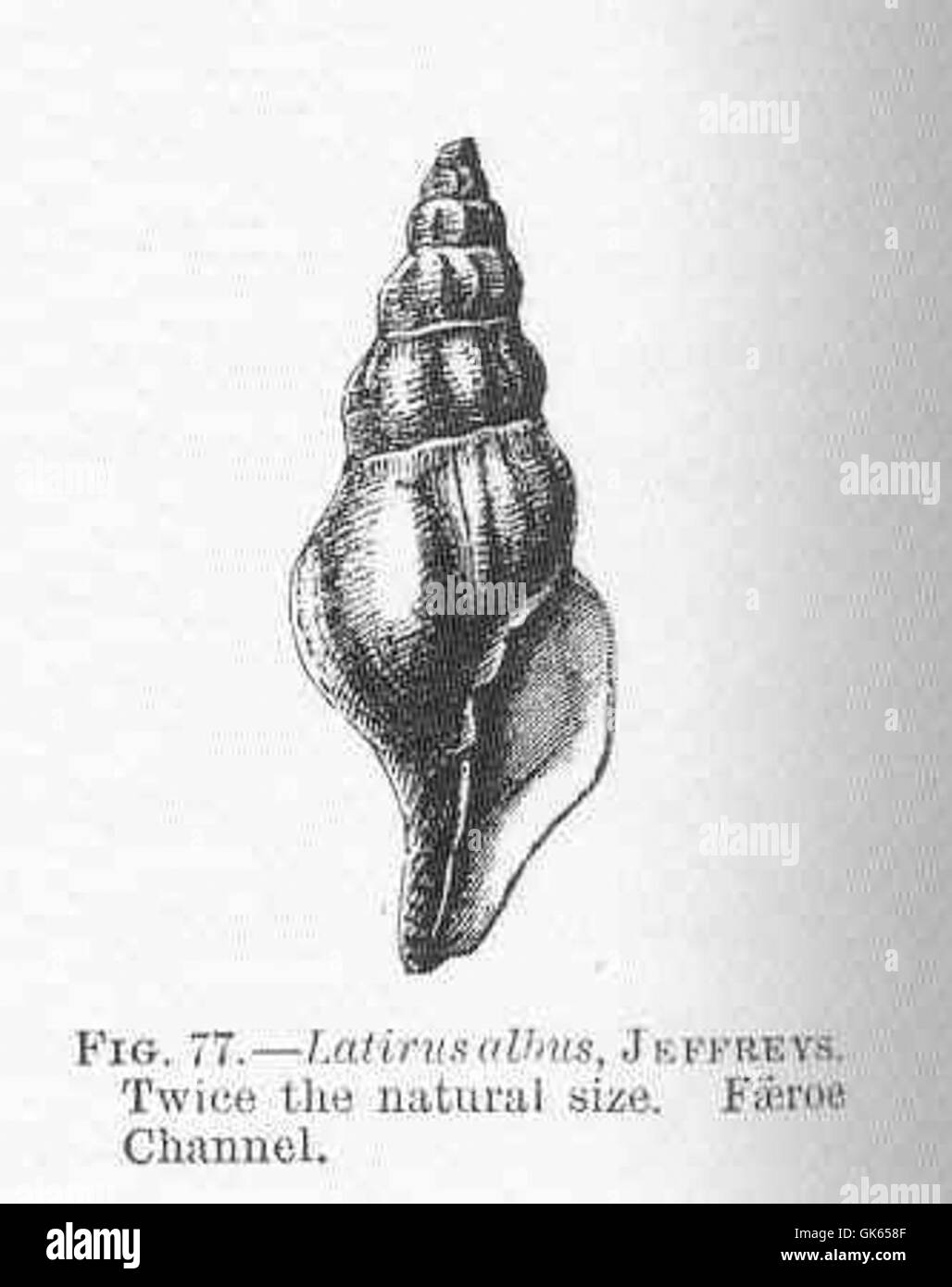 49345 Latirus albus, Jeffereys Stock Photo - Alamy