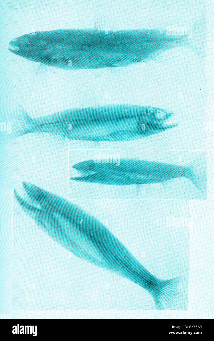 Radiographs of trout, taken by Dr. B.F. Alden in San Francisco, reveal ...