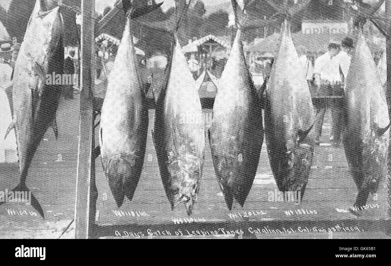 49400 Leaping Tuna Southern California Islands Taking them with a kite ...