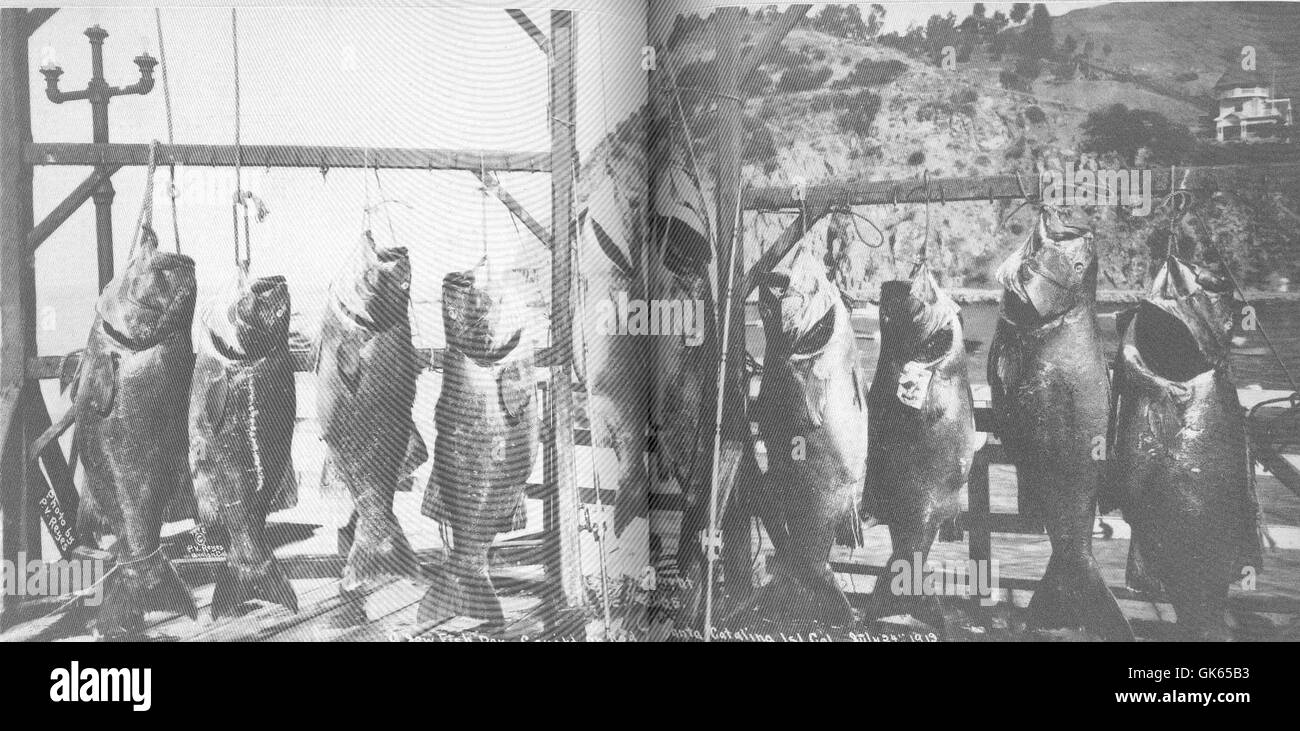 This image depicts a morning's catch of black sea bass, totaling an ...