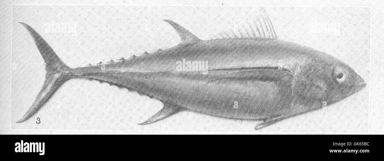 49409 Game Fishes of North America (Pacific Ocean Stock Photo - Alamy