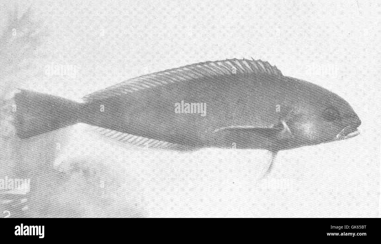 Predatory reef fish Black and White Stock Photos & Images - Alamy