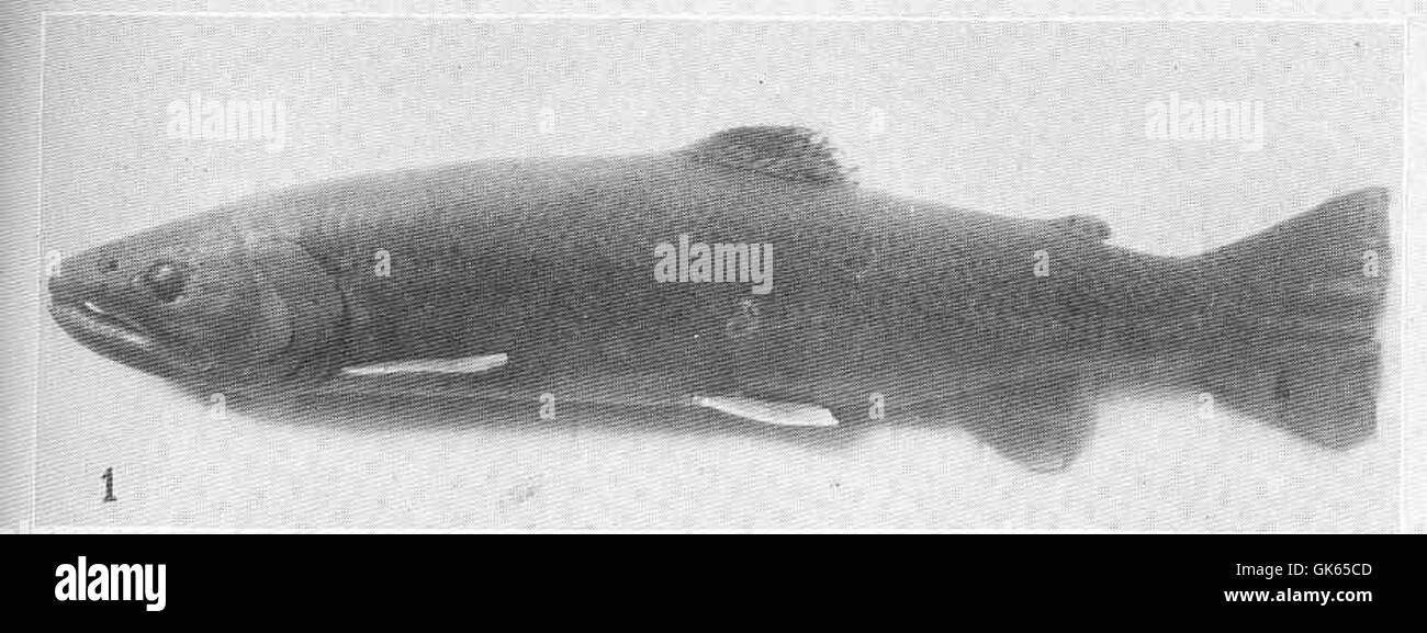 American trout from Lake Chelan, Washington, are highlighted in this ...