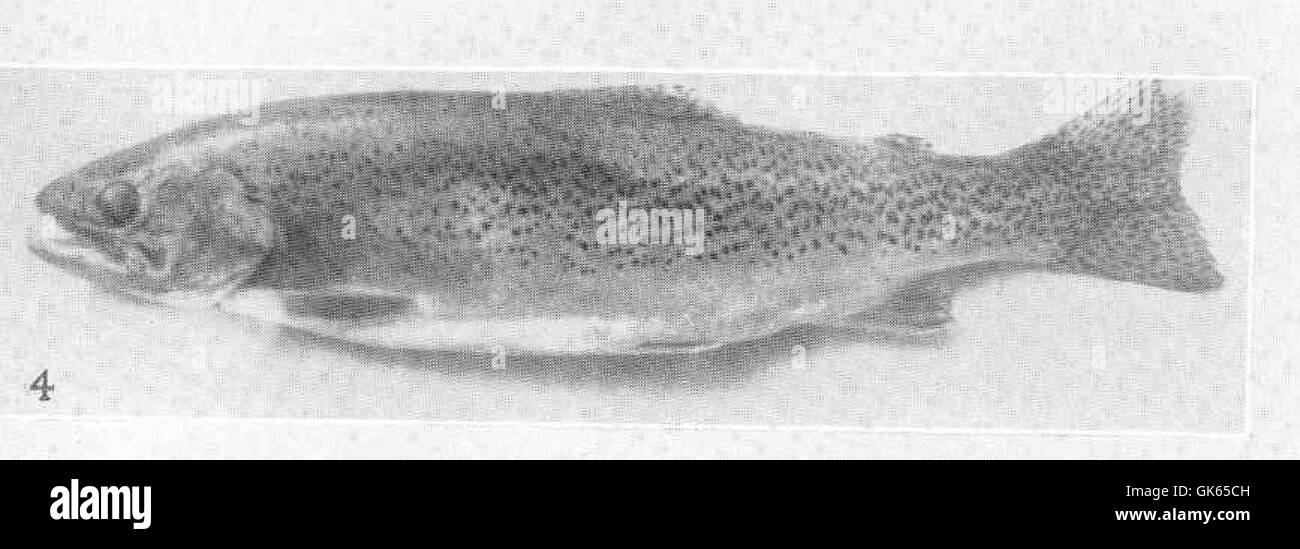This American Trout was caught in Lake Chelan, Washington, a popular ...
