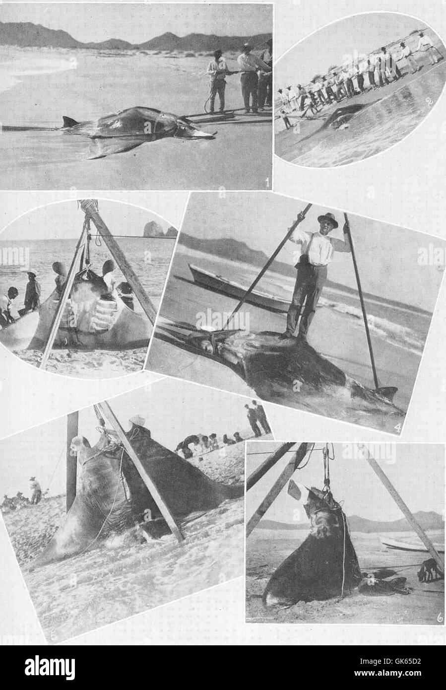 Taking the Giant Ray refers to the process of capturing large ray ...