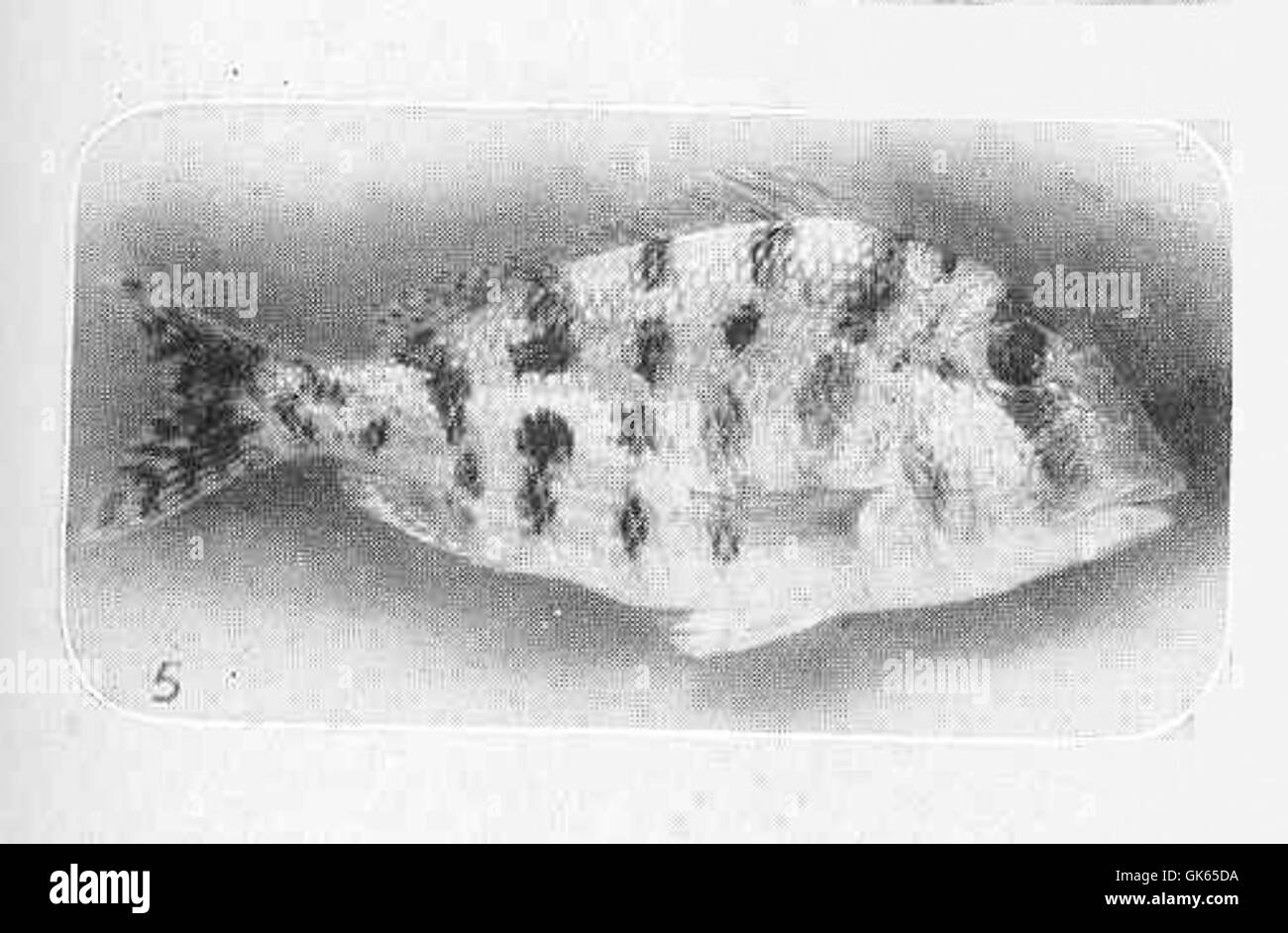 Jamaican fish Black and White Stock Photos & Images - Alamy