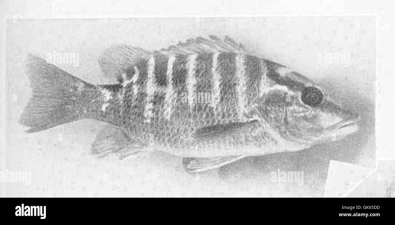 The fishes of Bermuda Island encompass a diverse range of marine ...