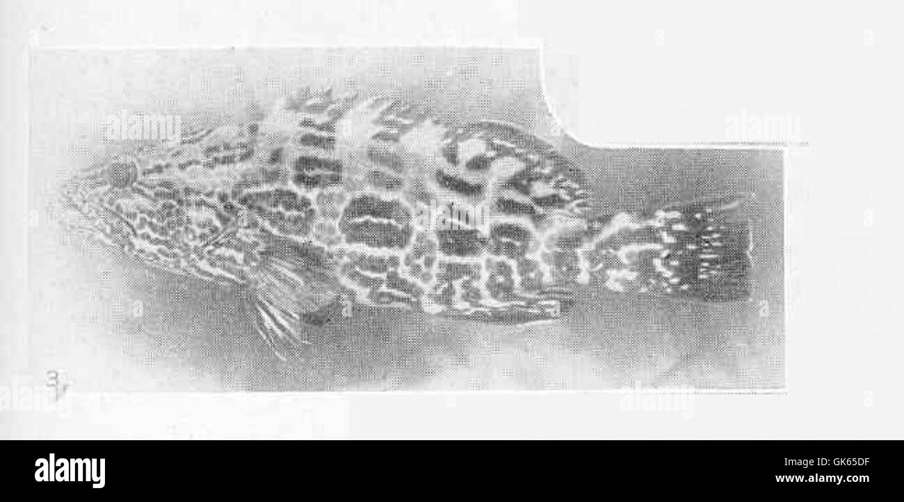 Native island fauna Black and White Stock Photos & Images - Alamy