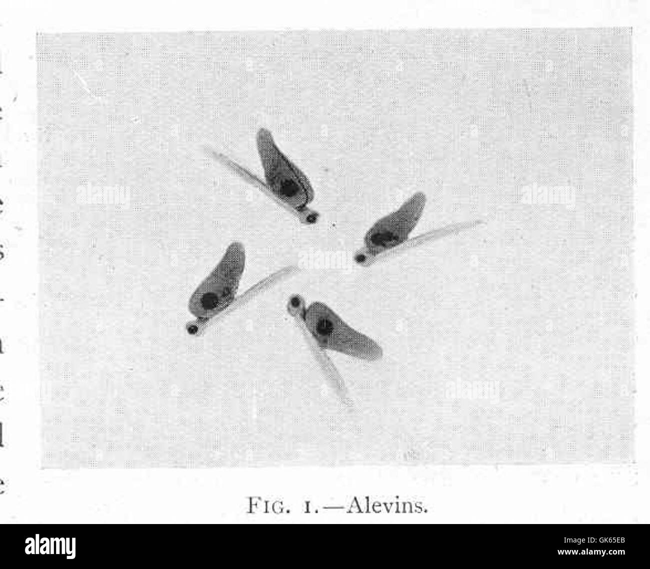 Alevins hi-res stock photography and images - Alamy