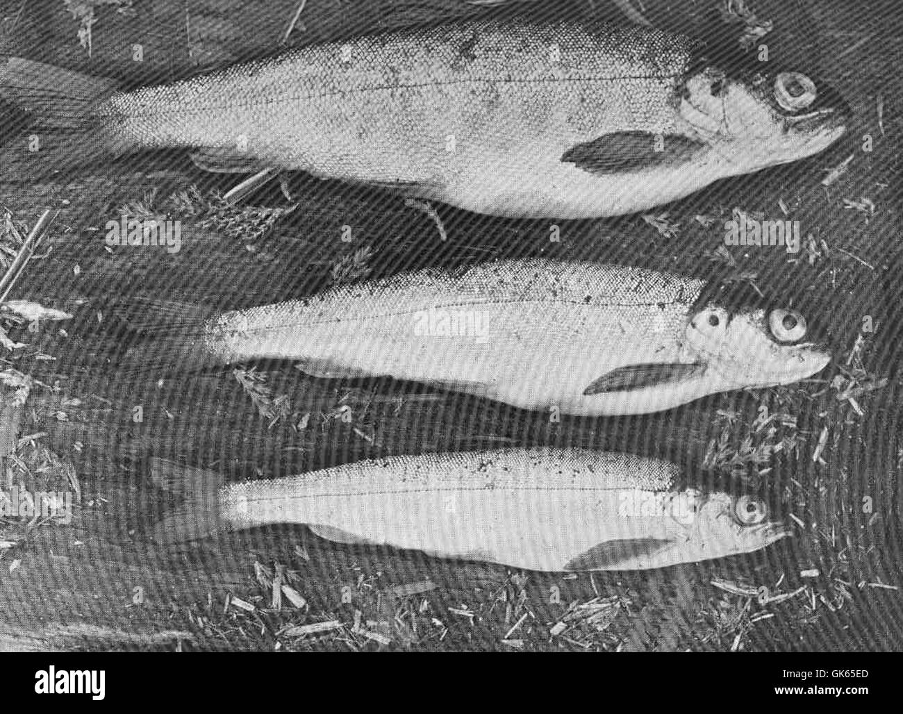 Salmon parr hi-res stock photography and images - Alamy