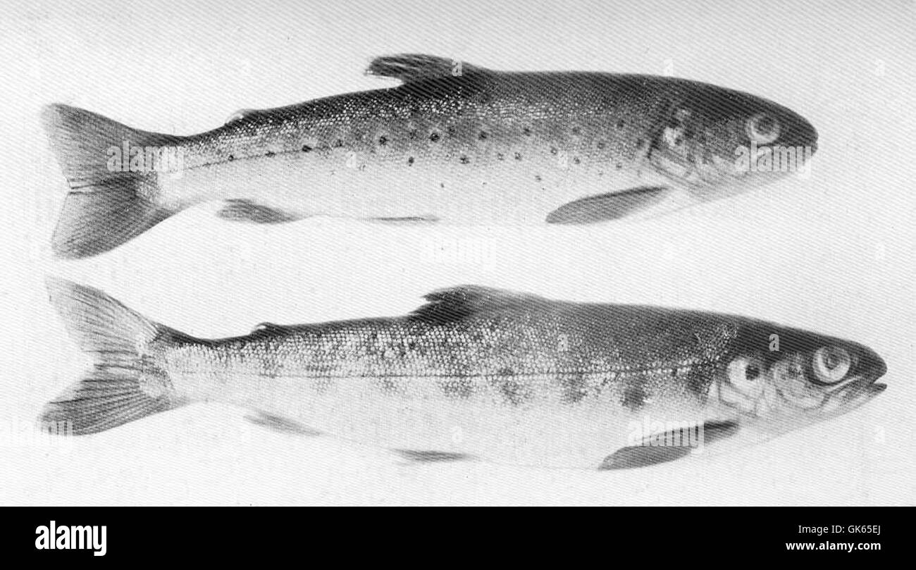The illustration shows the difference between a parr (lower) and a ...