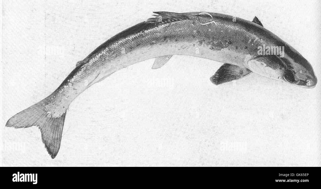 Smolt, the juvenile stage of salmon, is shown here with a ring fastened ...