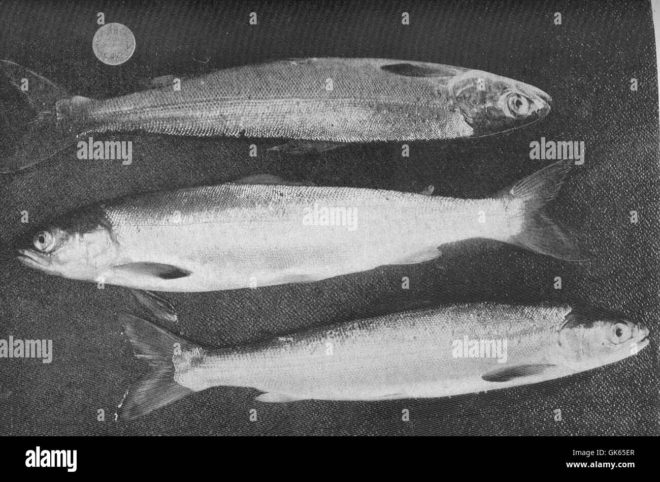 These are two-year-old smolts, juvenile fish that have matured from fry ...