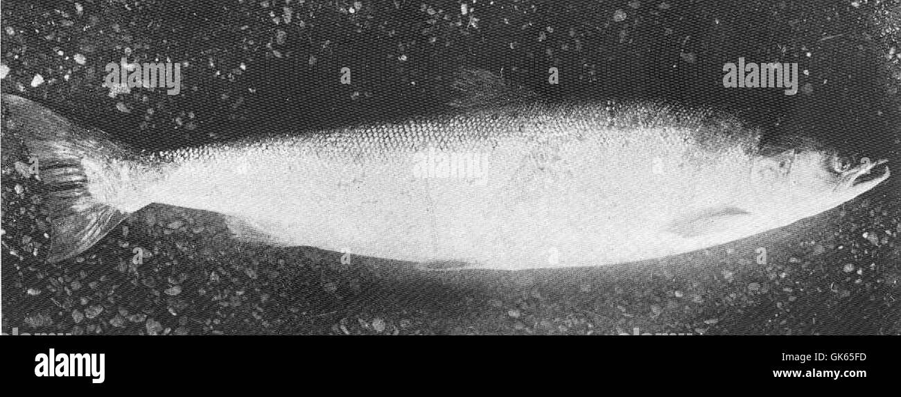 49505 Large Spring Salmon, 15 lbs First caught 7th February 1908 Marked ...