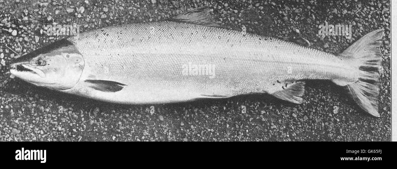 A 35-pound marked salmon caught at the mouth of the Tay River on March ...