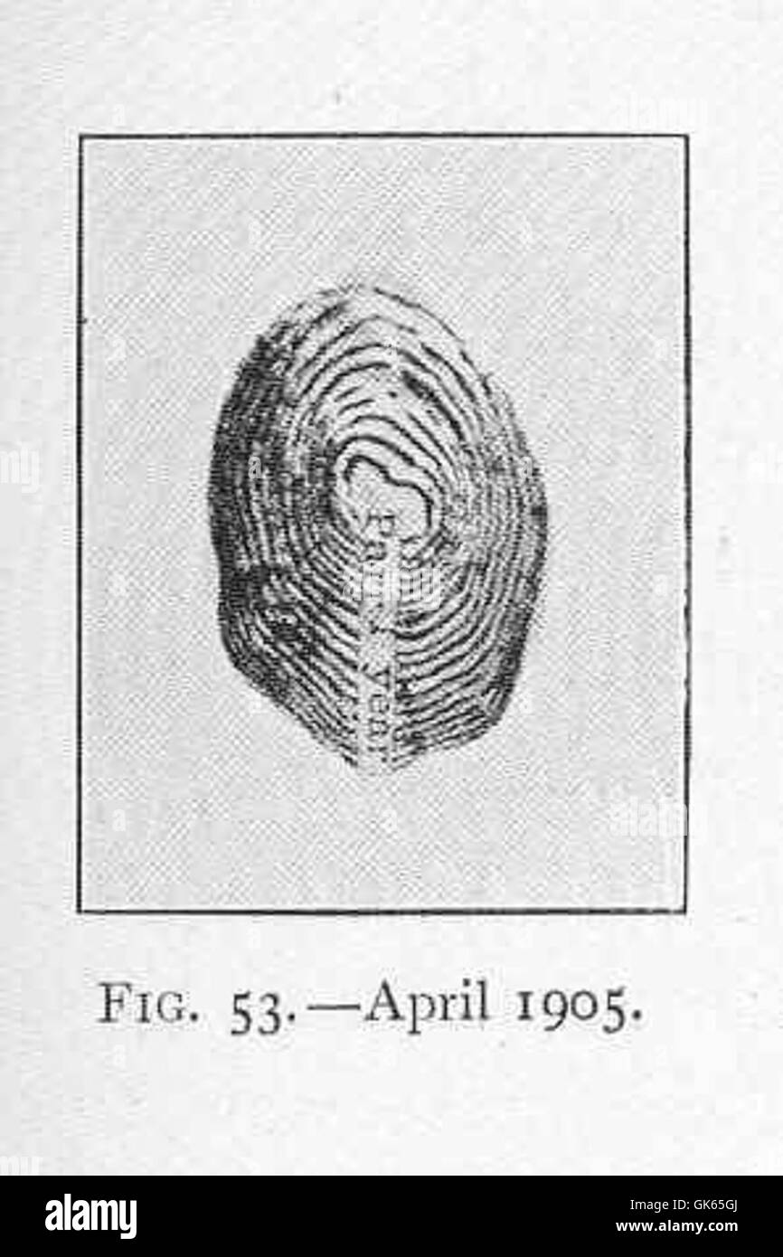 A close-up view of a salmon scale from April 1905, showing the typical ...
