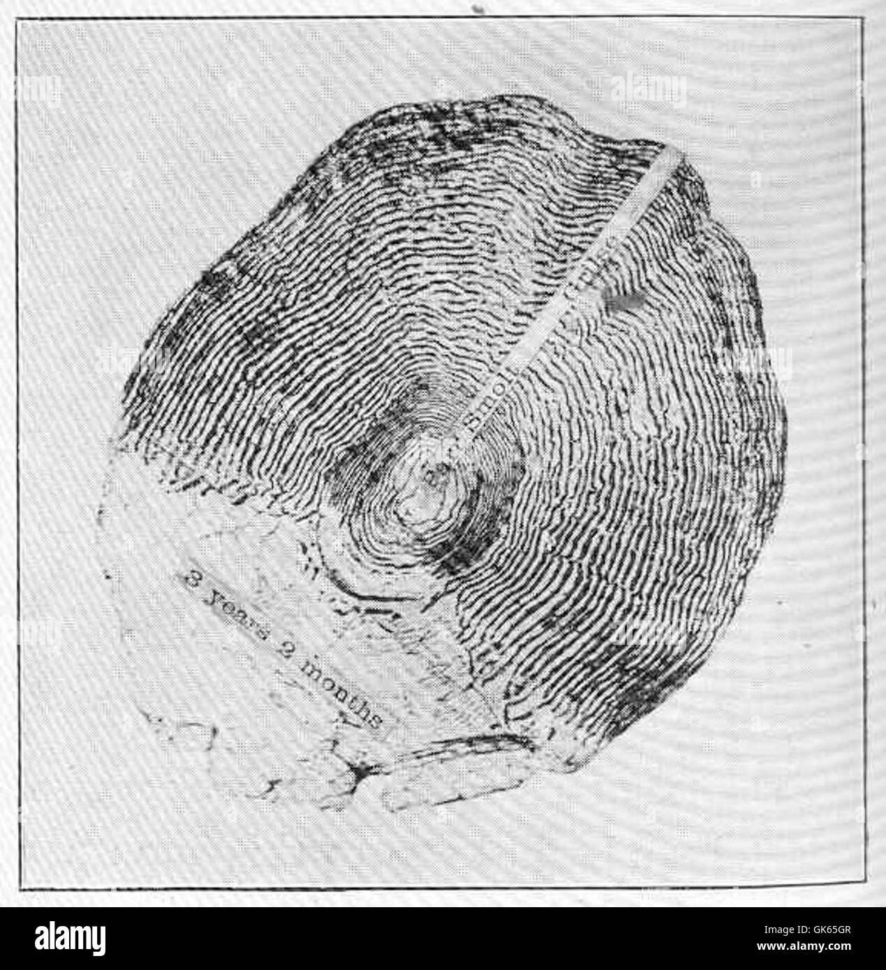 On weighing scale in Black and White Stock Photos & Images - Alamy