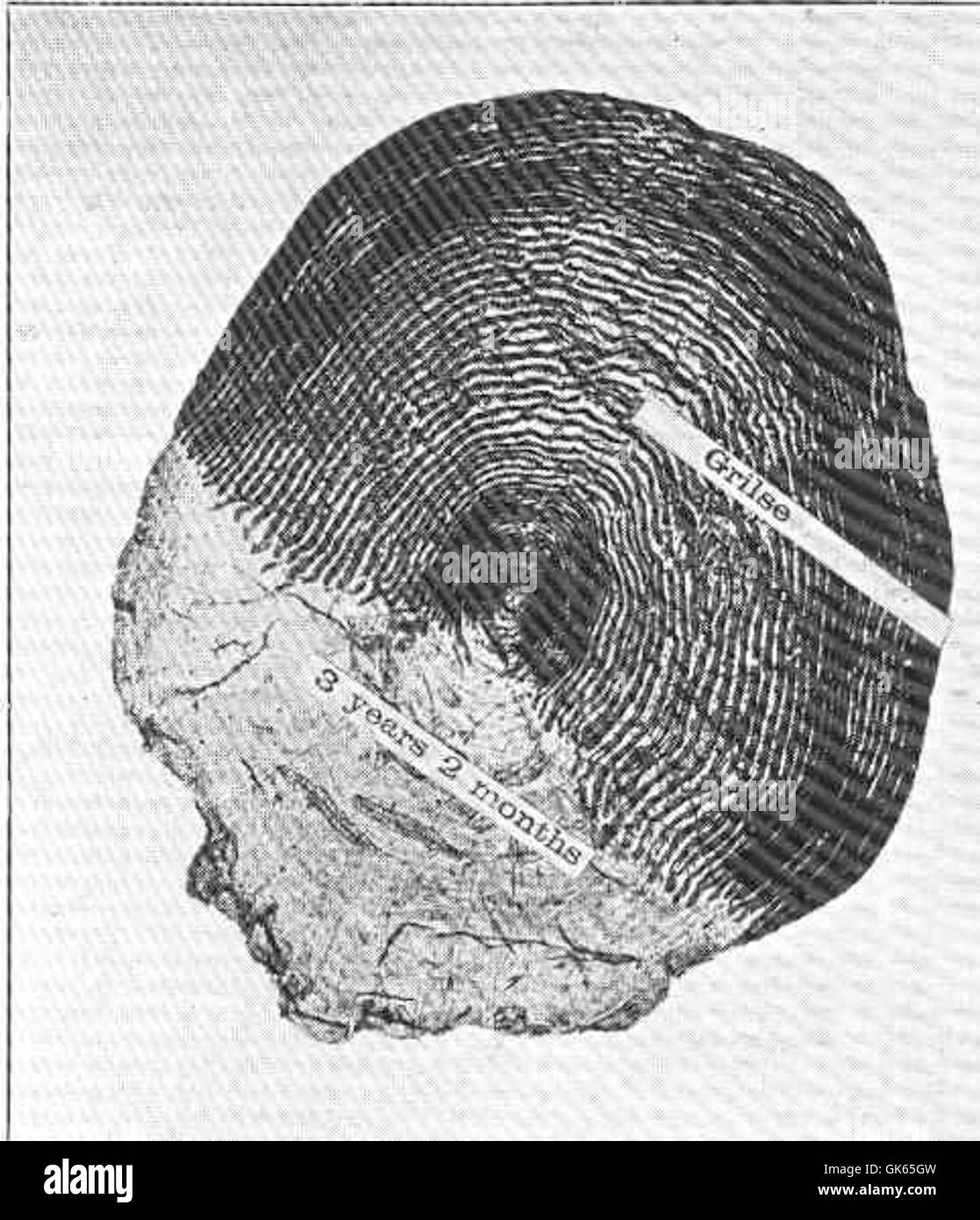 The salmon scale from a 3-pound fish caught on June 1st, 1905, provides ...
