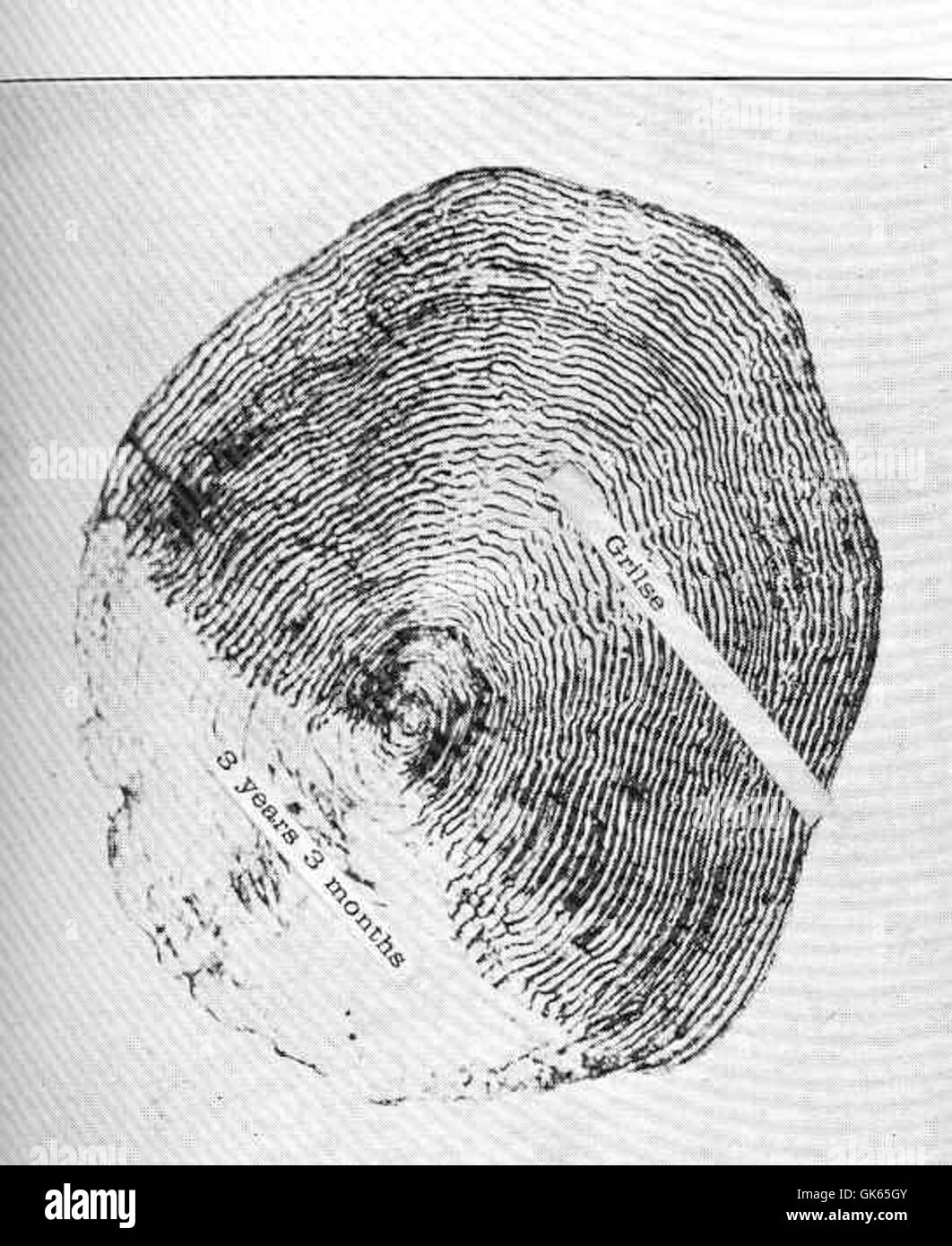 A salmon scale marked as smolt in May 1905, caught on June 26, 1906 ...