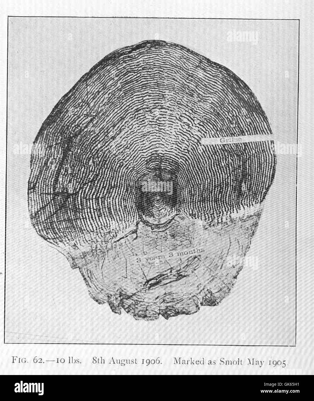 A 10 lb salmon scale, collected on August 8, 1906, marked as a smolt in ...