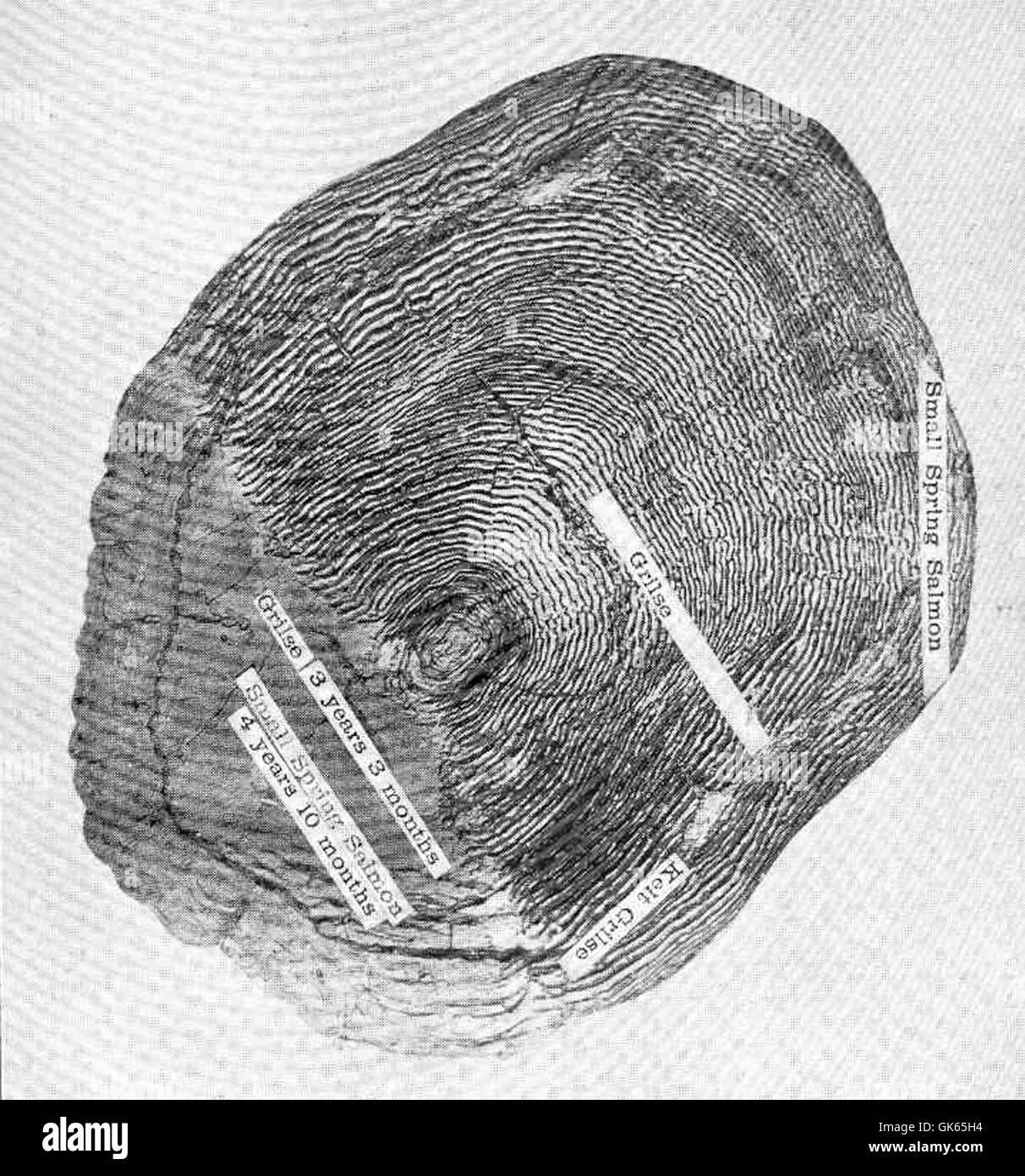 This salmon scale, measured at 1-;bs 10tj February 10-8, is an ...