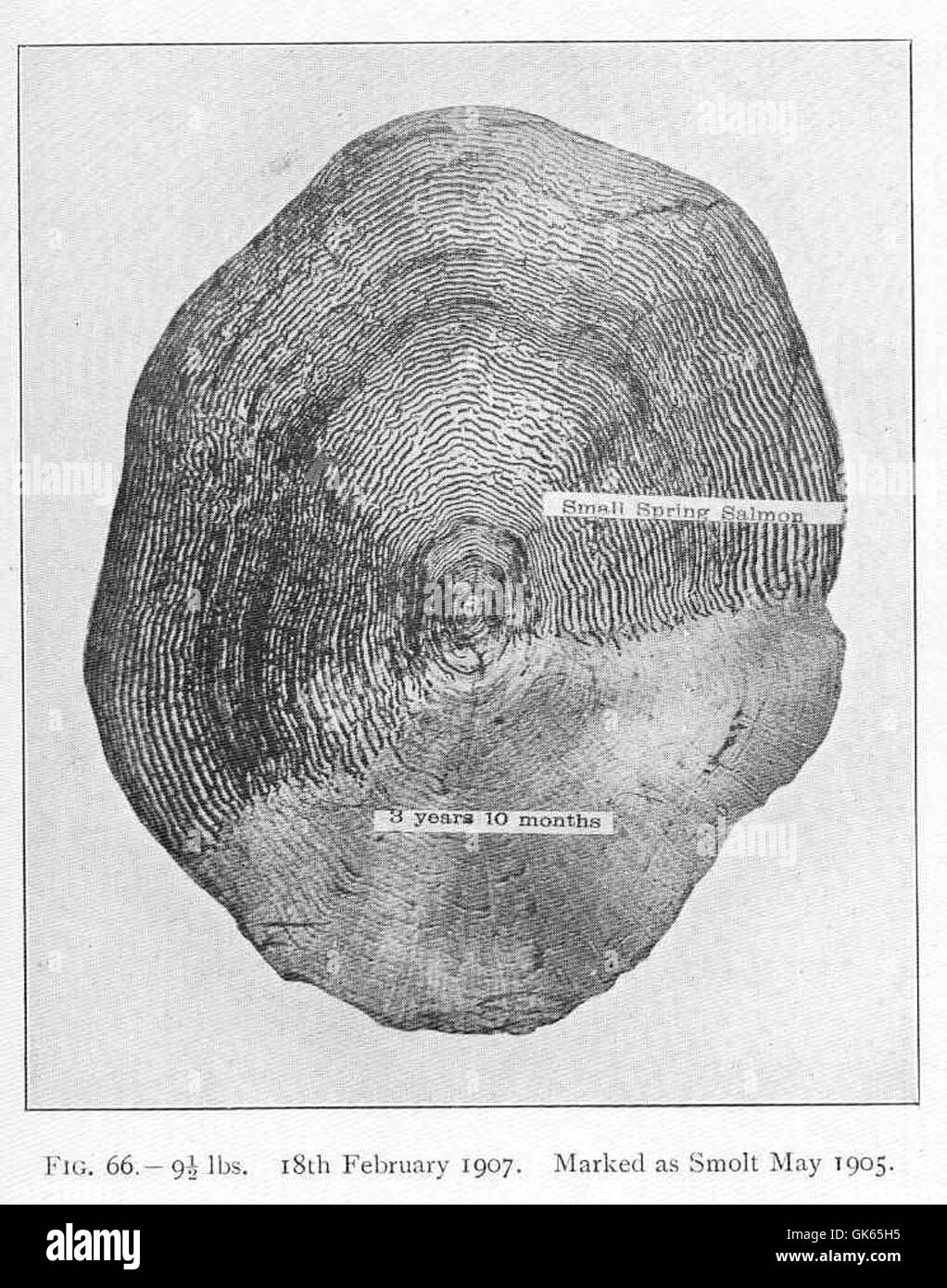 This salmon scale, from a fish weighing between 9 and 12 lbs, was ...