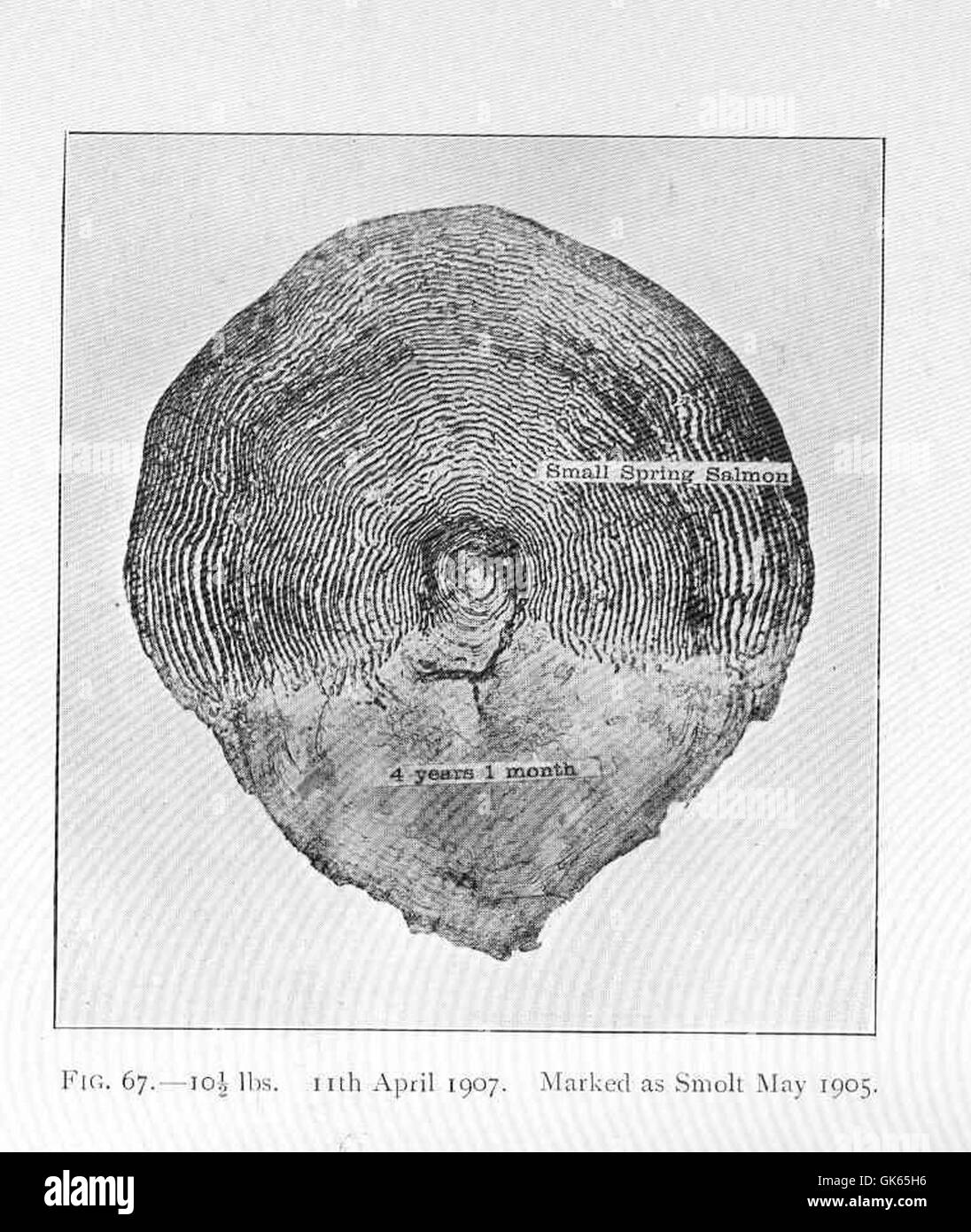 A salmon scale from a 10-12 lb fish, marked as a smolt in May 1905 ...