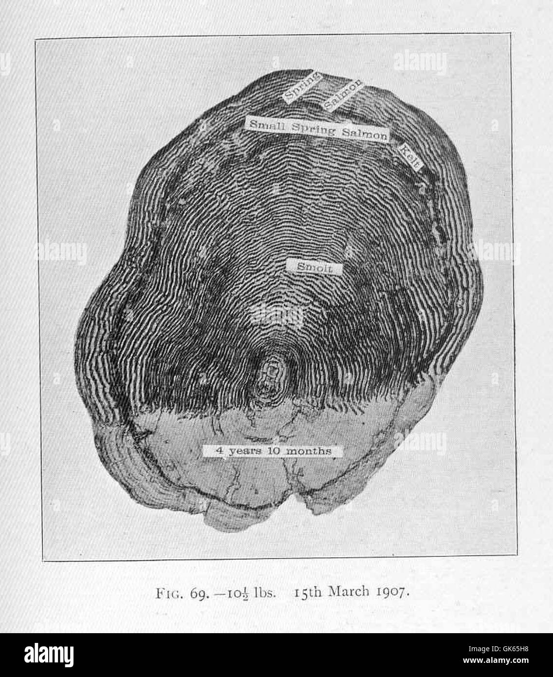 A salmon scale from a fish weighing between 10-12 lbs, captured on ...