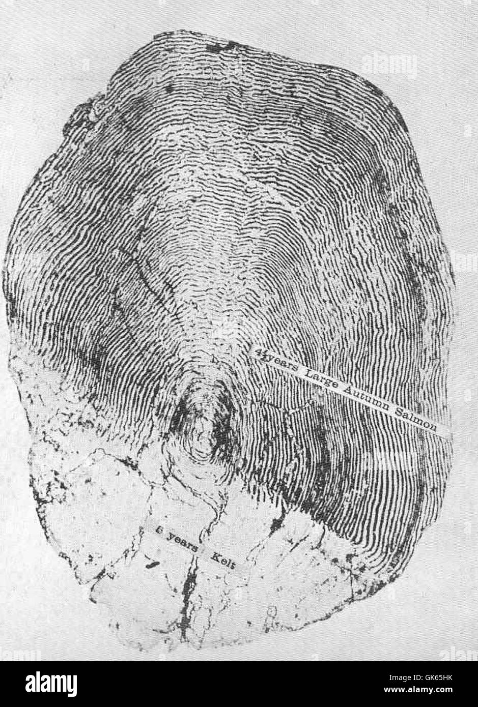 On post with fish Black and White Stock Photos & Images - Alamy