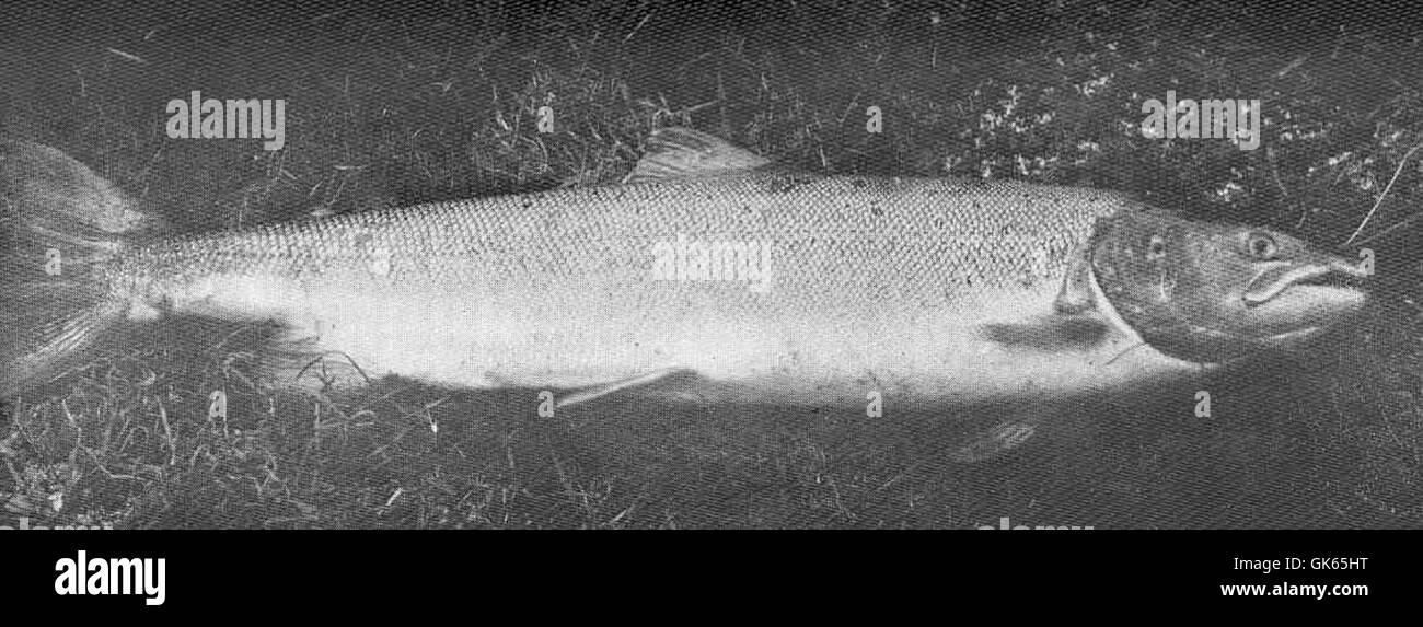 This 14-lb female kelt, observed immediately after spawning on January ...