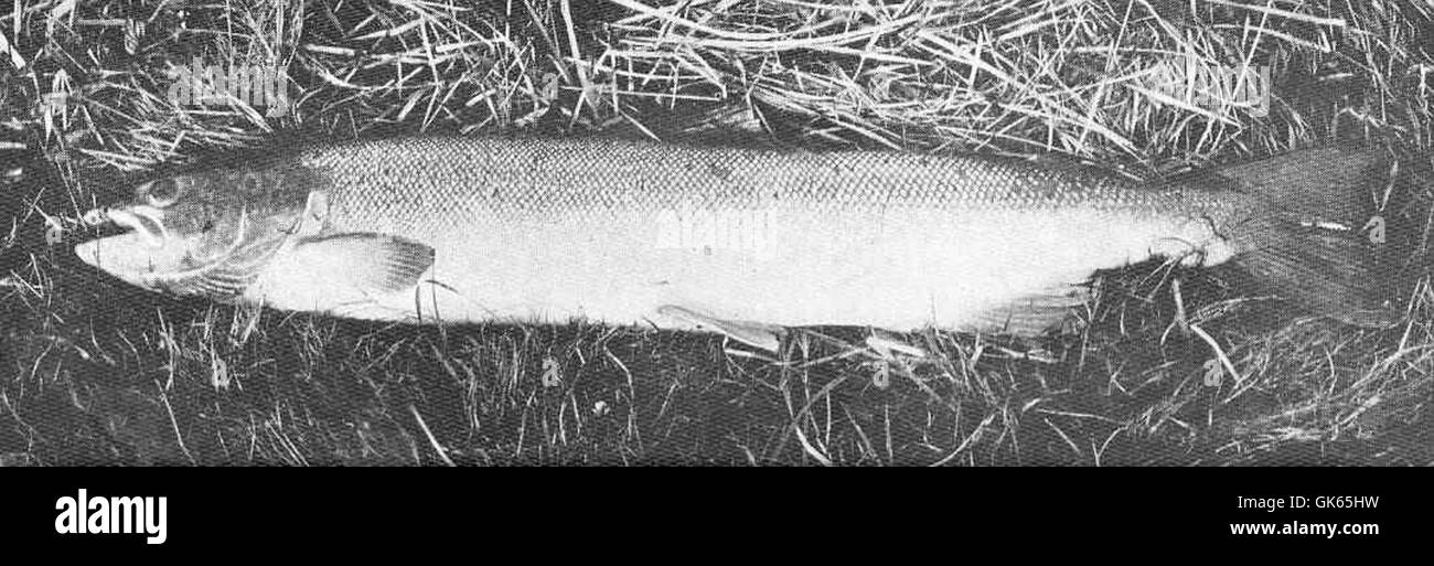 Female salmon on spawning hi-res stock photography and images - Alamy