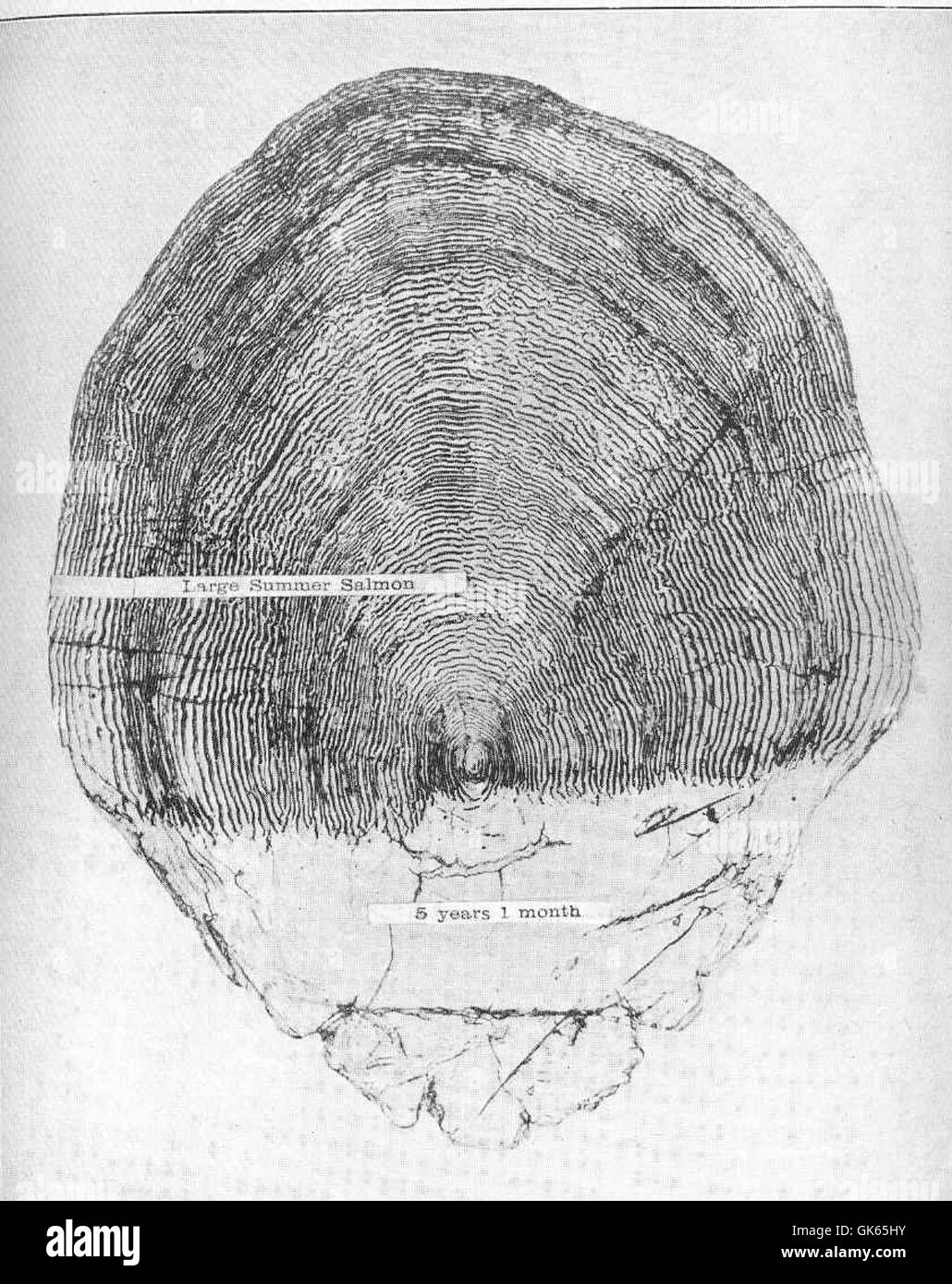 Artifact scale Black and White Stock Photos & Images - Alamy