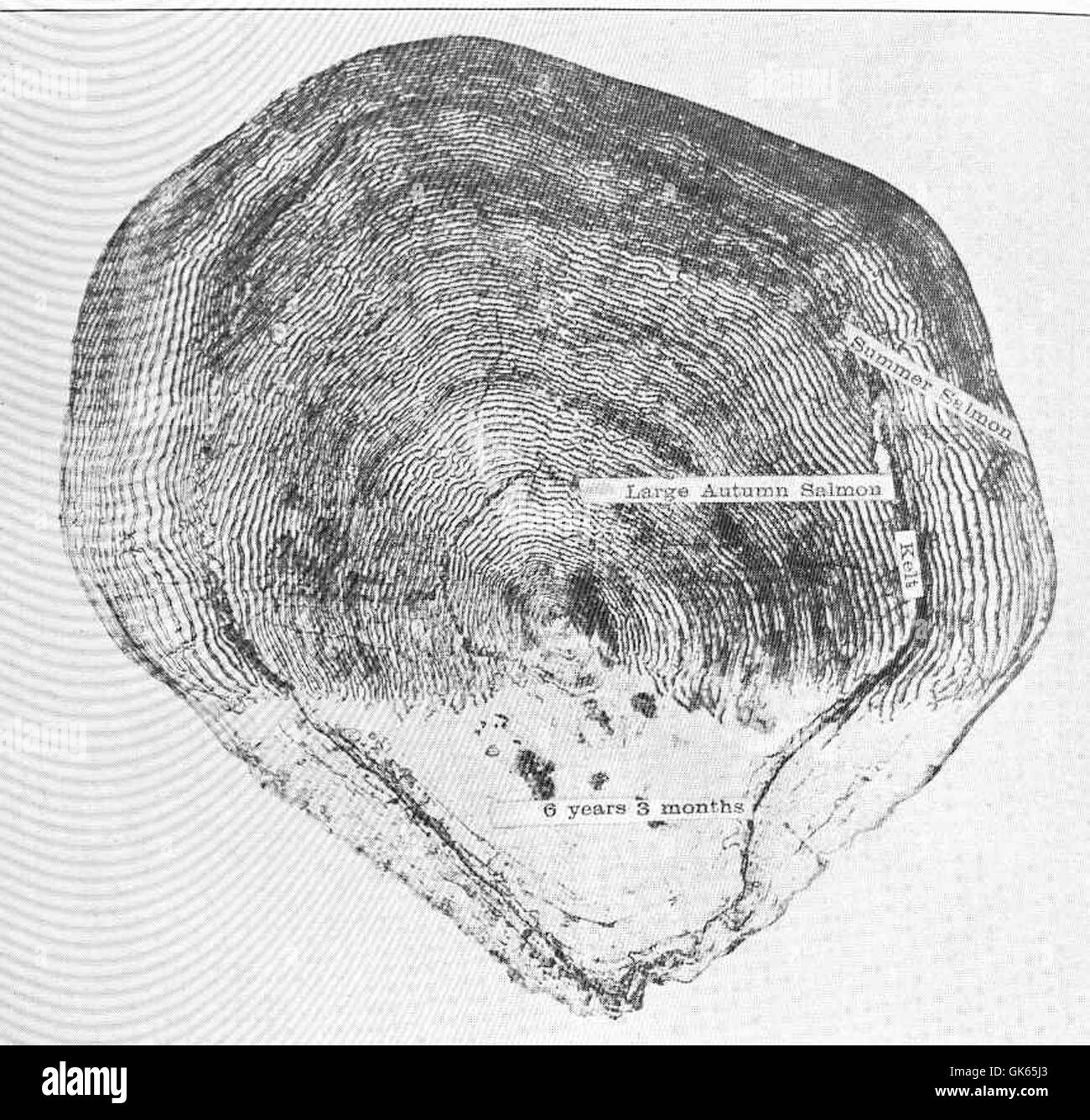 A historical salmon scale marked as from a kelt, weighing 16 lbs in ...