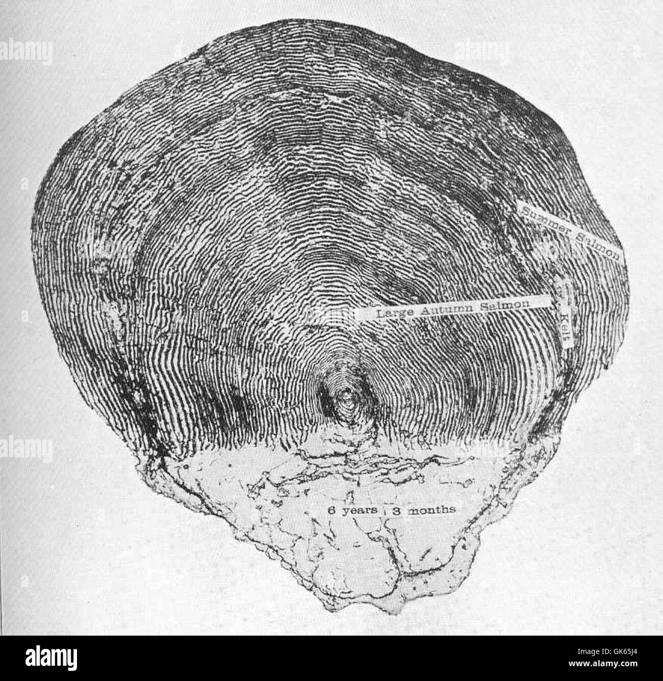 This image features a salmon scale from a 40-pound salmon caught on ...