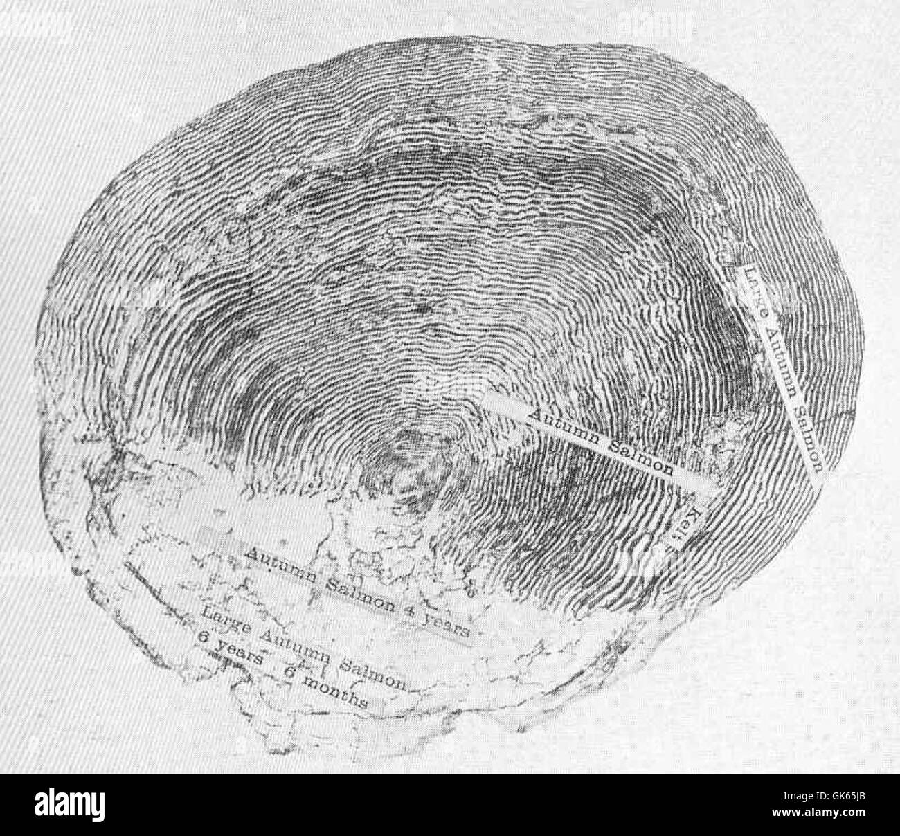 This salmon scale shows a marked kelt (a salmon that has spawned and ...