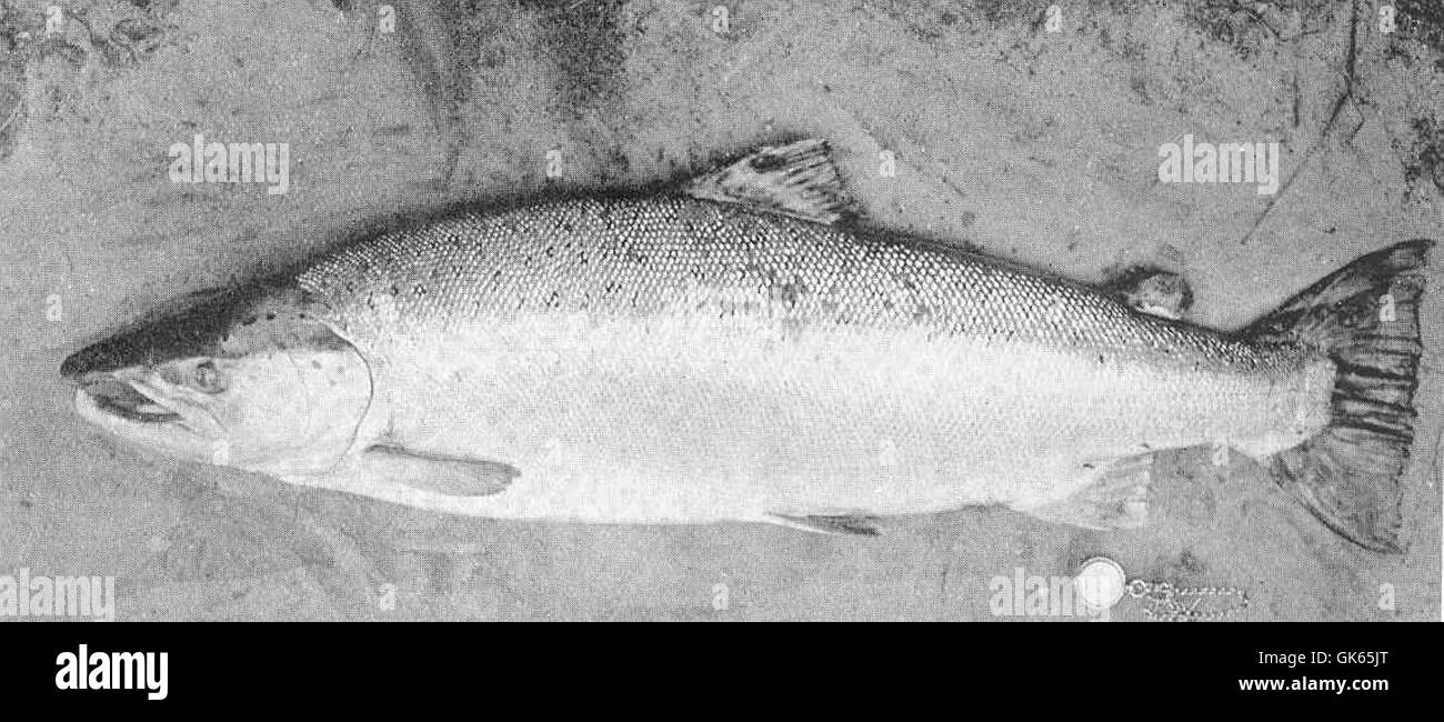 49580 58-lb Tay Male Salmon June Stock Photo - Alamy